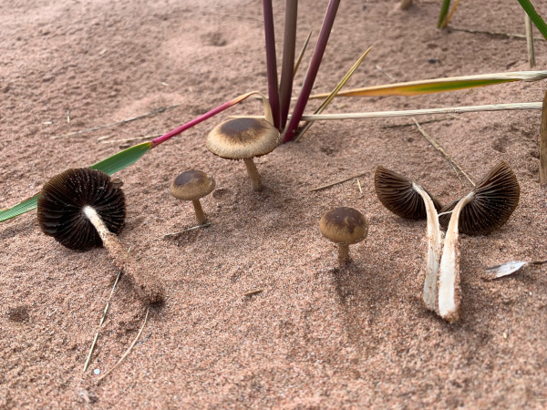 Mushrooms of PEI - Macrofungi of Coastal Sand Dunes